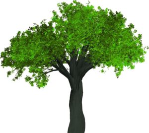 How to Use Clove for Cough and Cold?